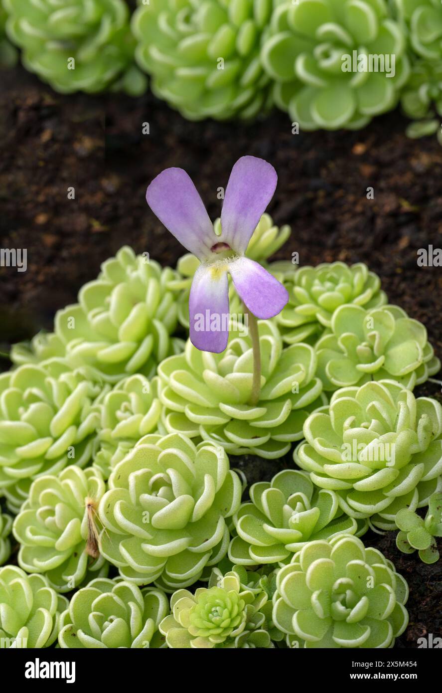 Blossom and leaves of a mexican butterwort (Pinguecula esseriana ...