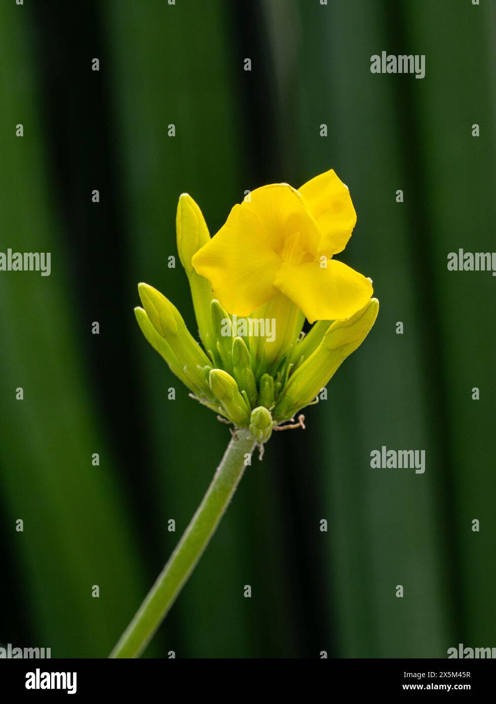 Elephants foot plant (Pachypodium rosulatum) blossom. Botanical Garden ...