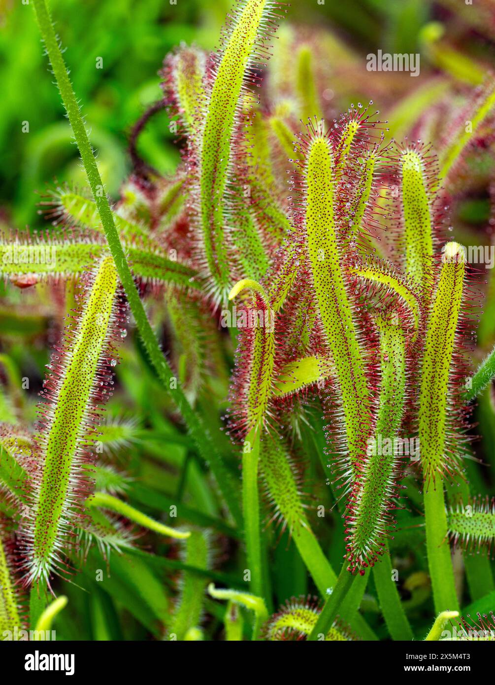 Carnivorous plants hi-res stock photography and images - Alamy