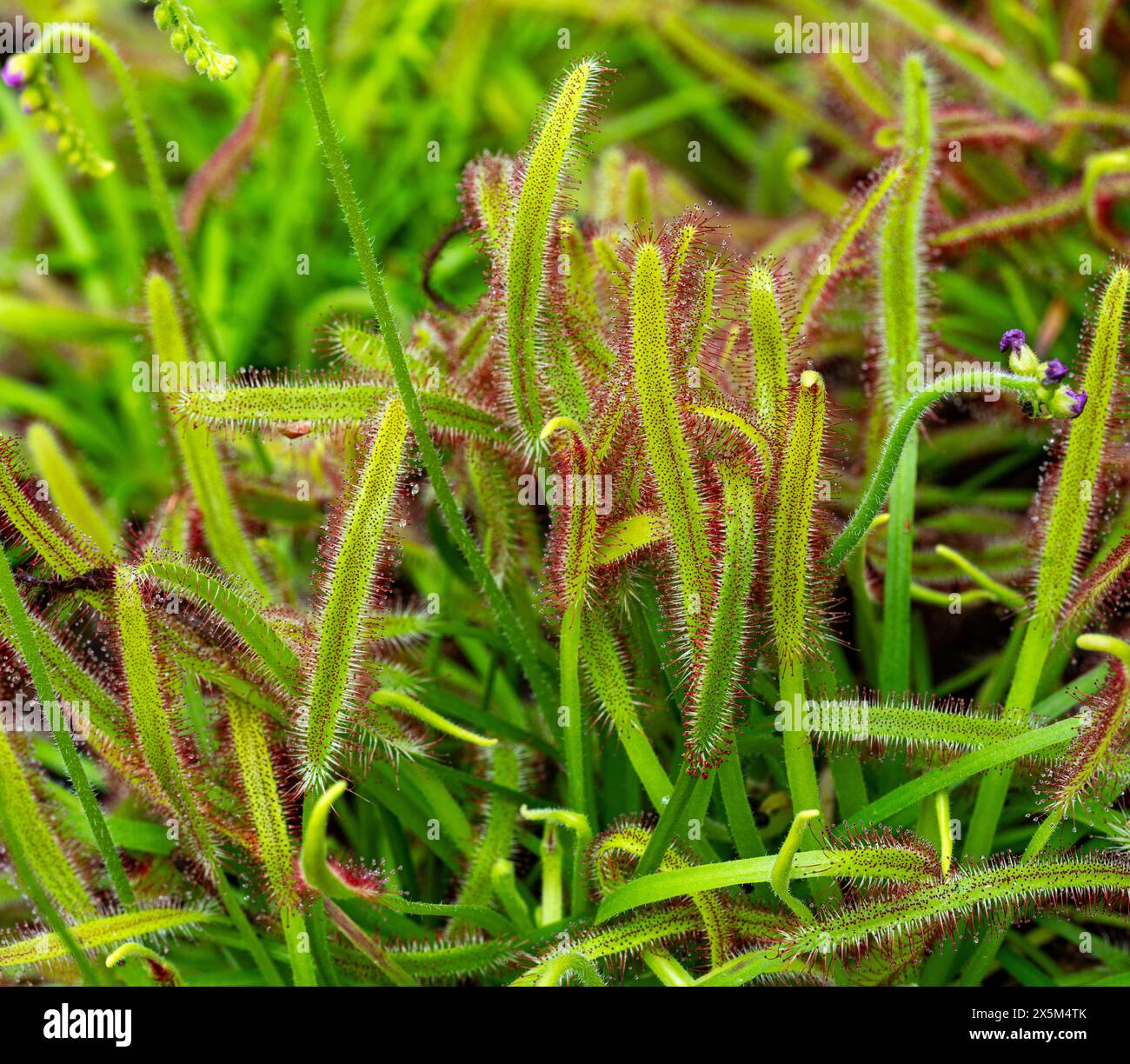 Carnivorous plants (Drosera capensis). Botanical Garden, KIT, Karlsruhe ...