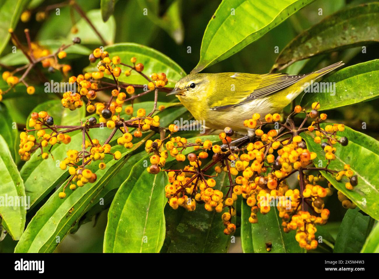 Costa Rica, Arenal Observatory. Bay-breasted warbler and berries Stock ...