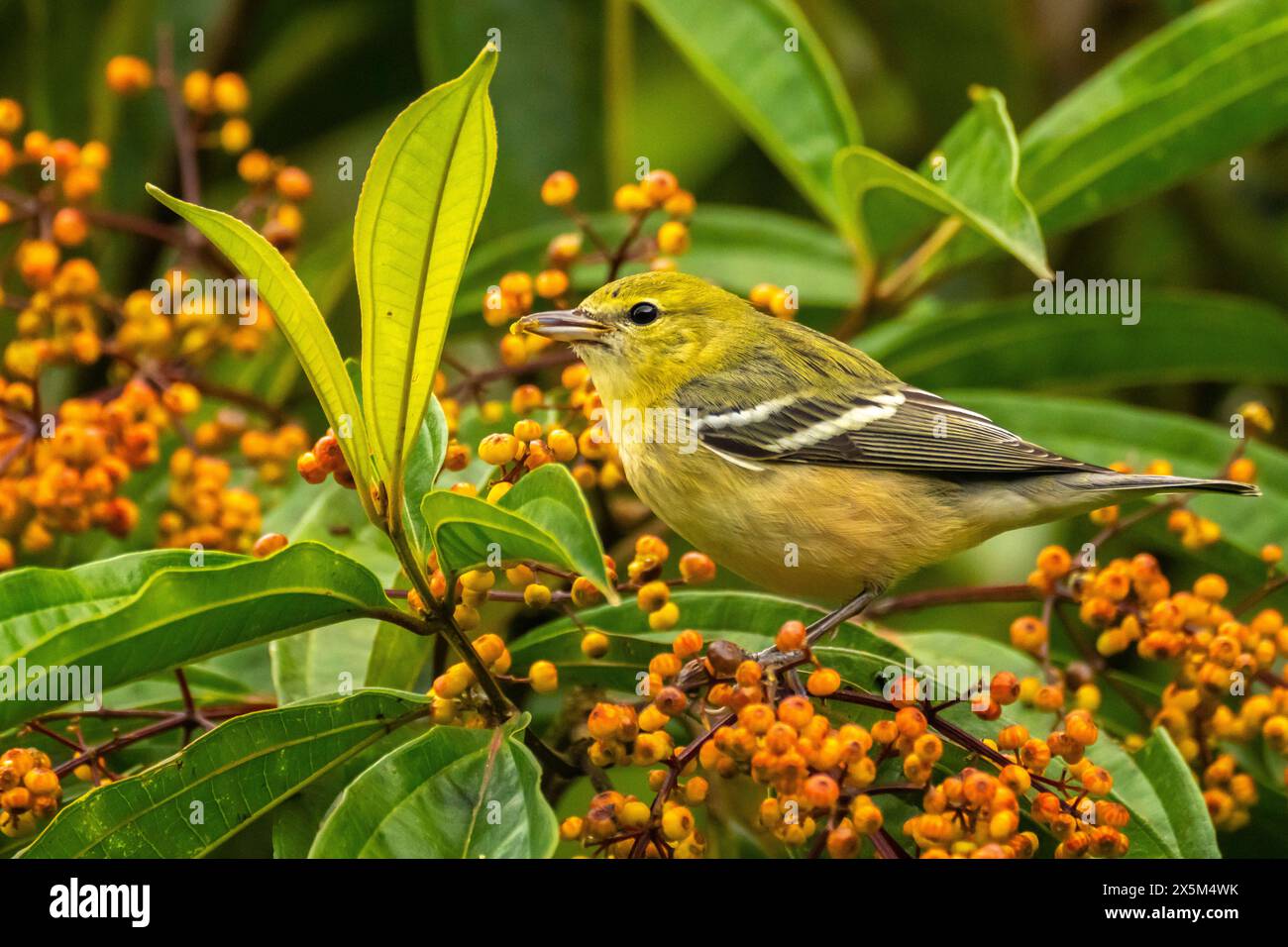 Costa Rica, Arenal Observatory. bay-breasted warbler, eating fruit ...