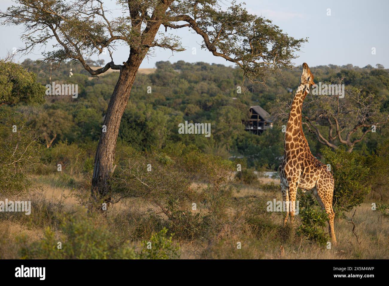 A giraffe, Giraffa, eating leaves from a tree Stock Photo - Alamy