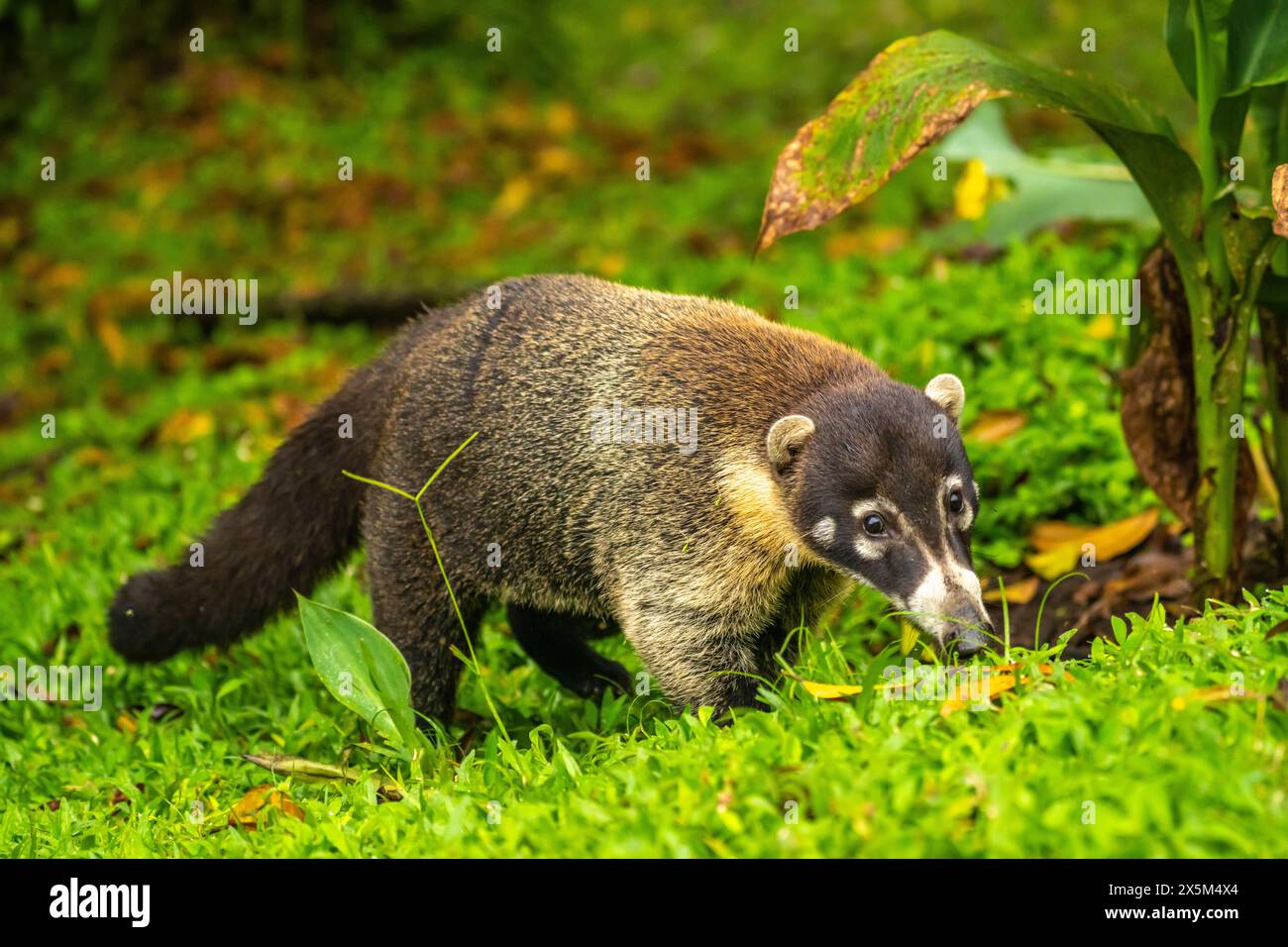 Tuis valley hi-res stock photography and images - Alamy