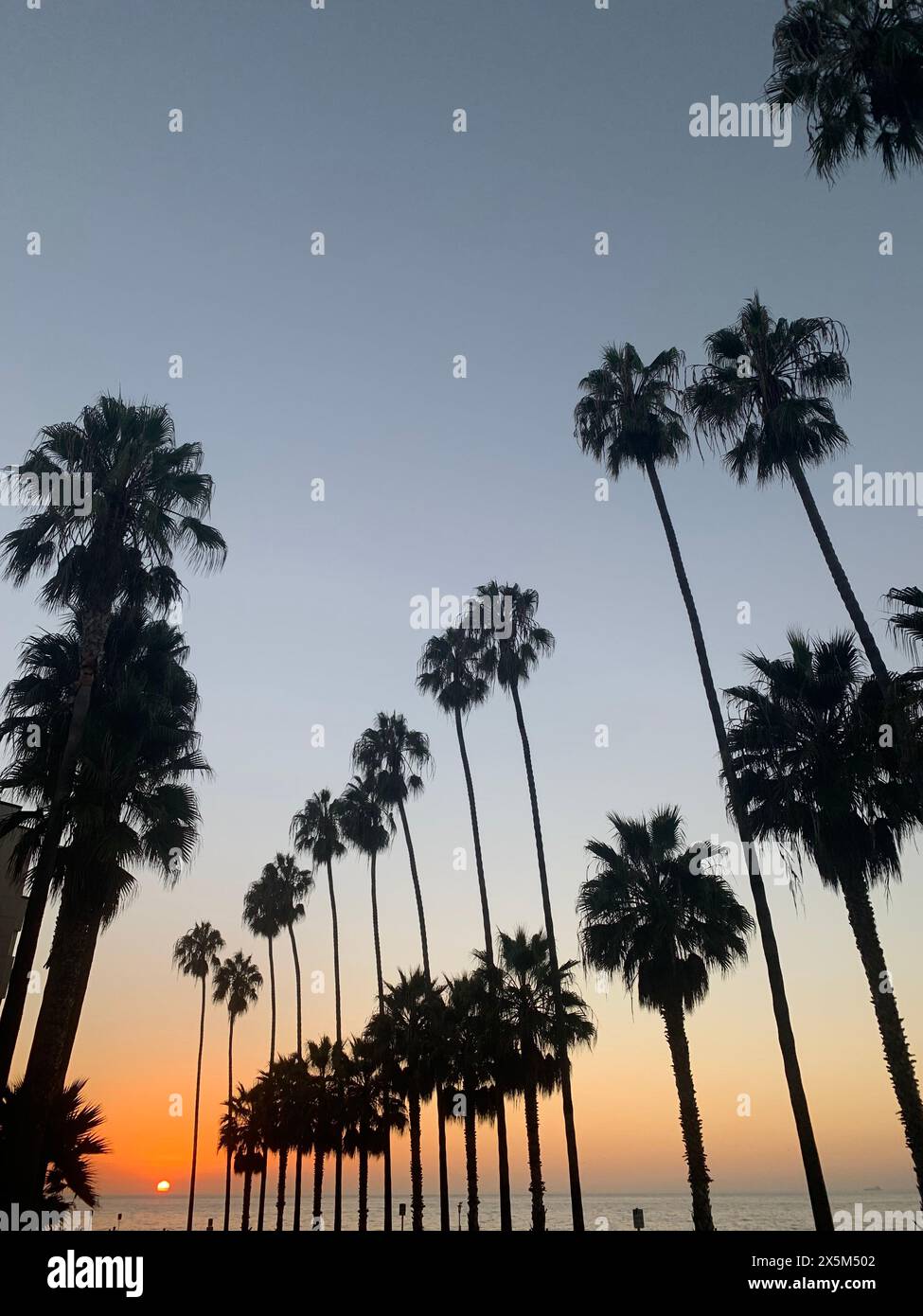 Palm trees along beach hi-res stock photography and images - Alamy