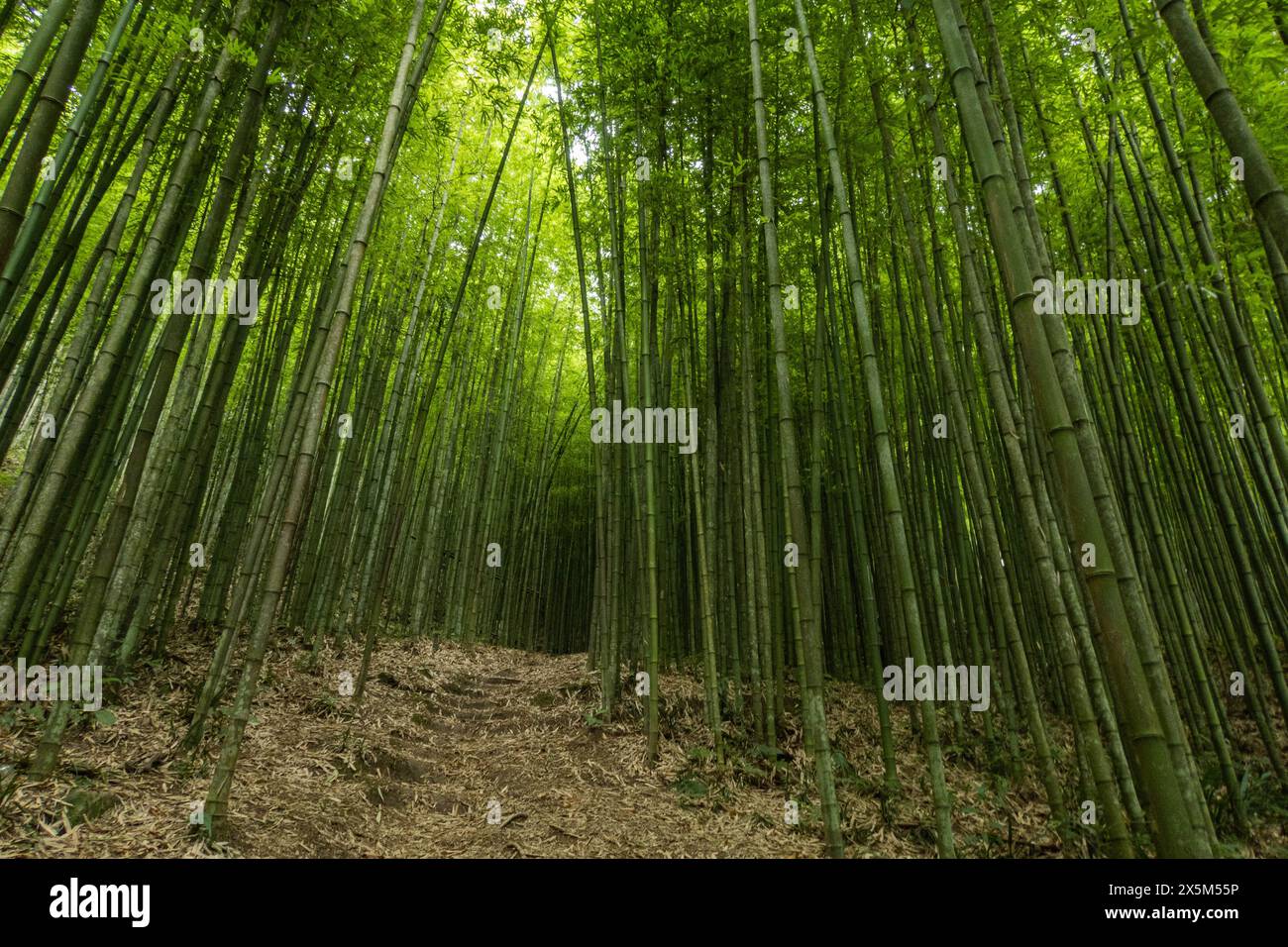 Hiking in the Na Hang Tua Chu Bamboo Forest, Mu Cang Chai, Yen Bai ...