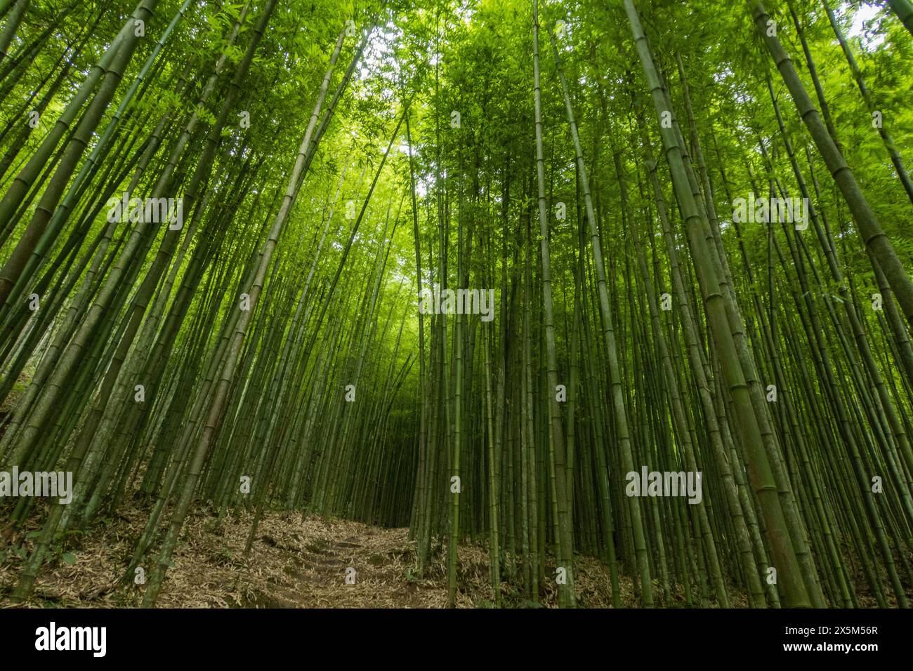 Hiking in the Na Hang Tua Chu Bamboo Forest, Mu Cang Chai, Yen Bai ...