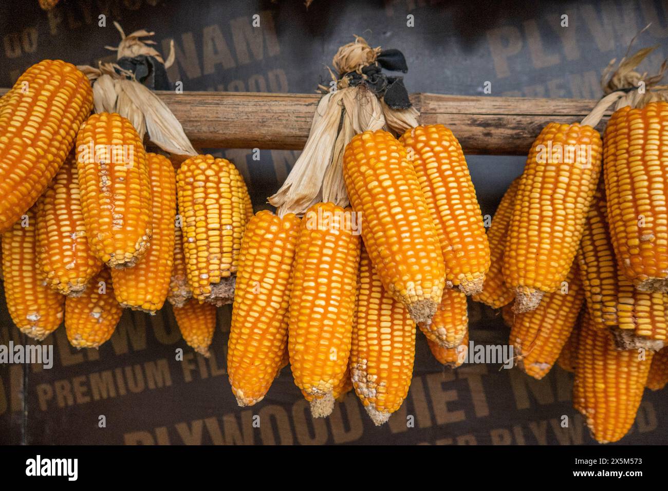 Drying corn, Mu Cang Chai, Yen Bai, Vietnam Stock Photo - Alamy