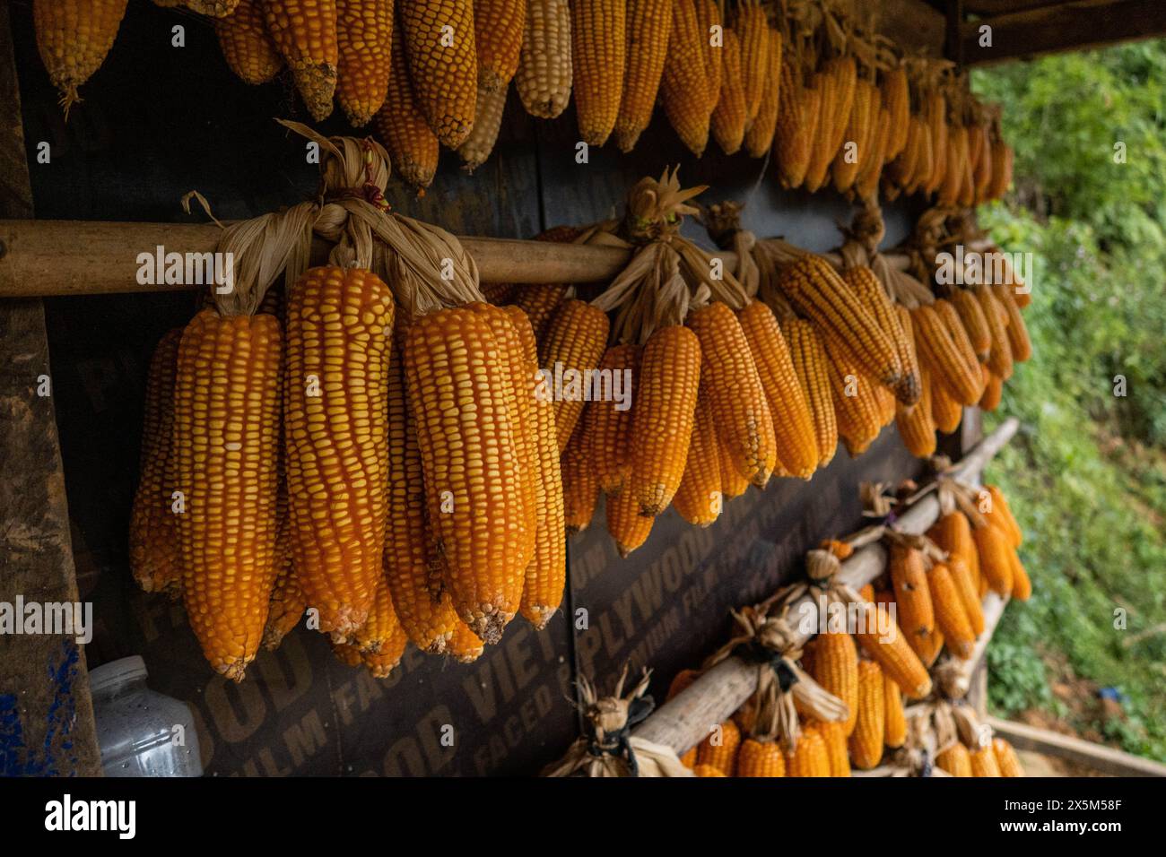 Drying corn, Mu Cang Chai, Yen Bai, Vietnam Stock Photo - Alamy