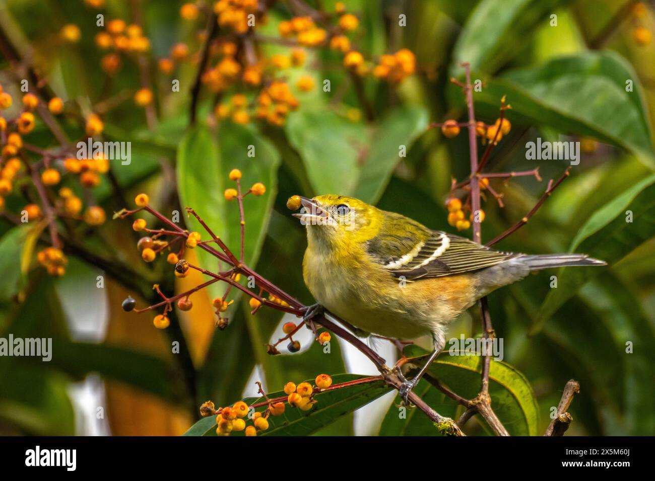 Costa Rica, Arenal Observatory. Bay-breasted warbler eating berries ...