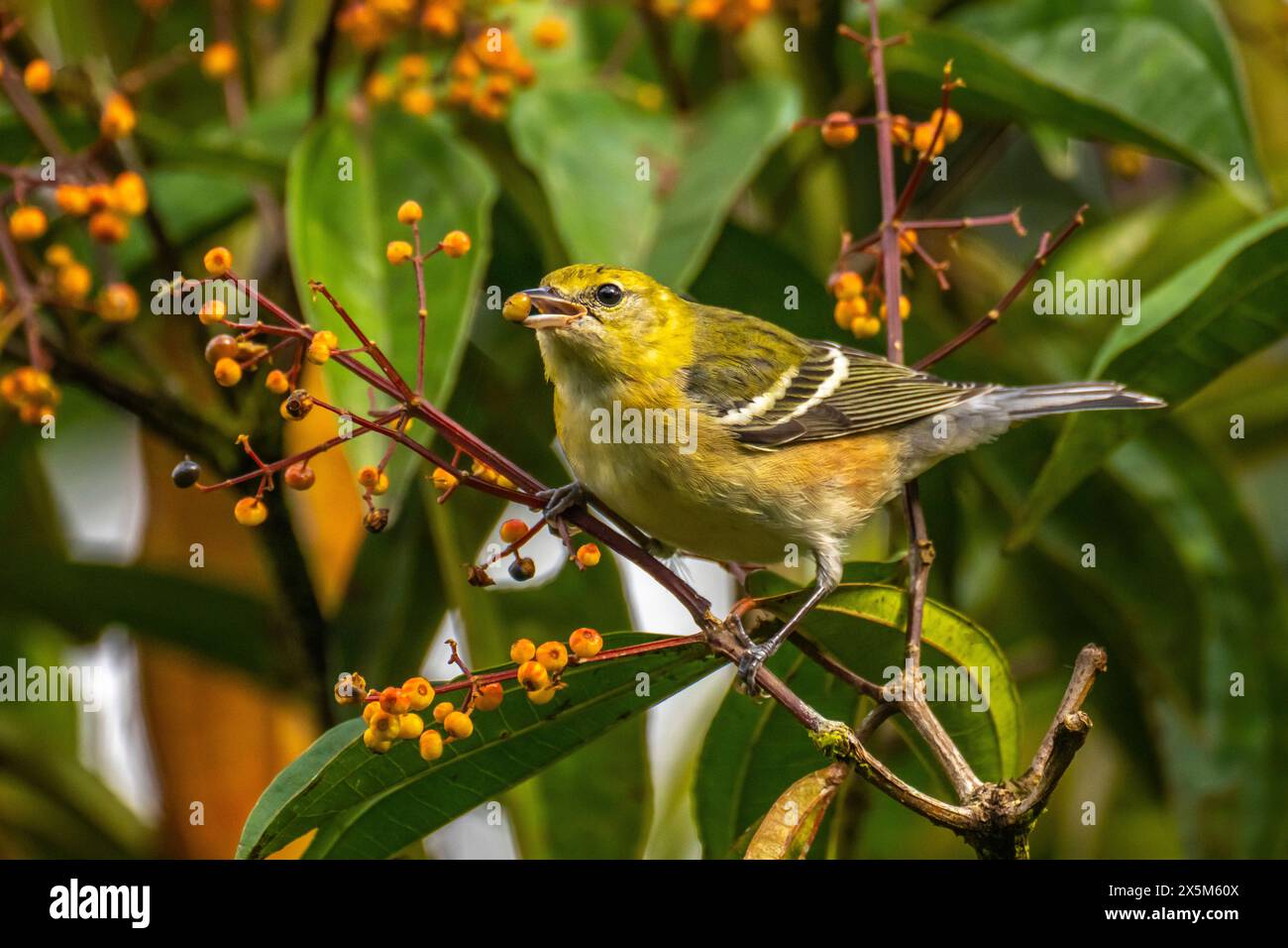 Costa Rica, Arenal Observatory. bay-breasted warbler, eating fruit ...