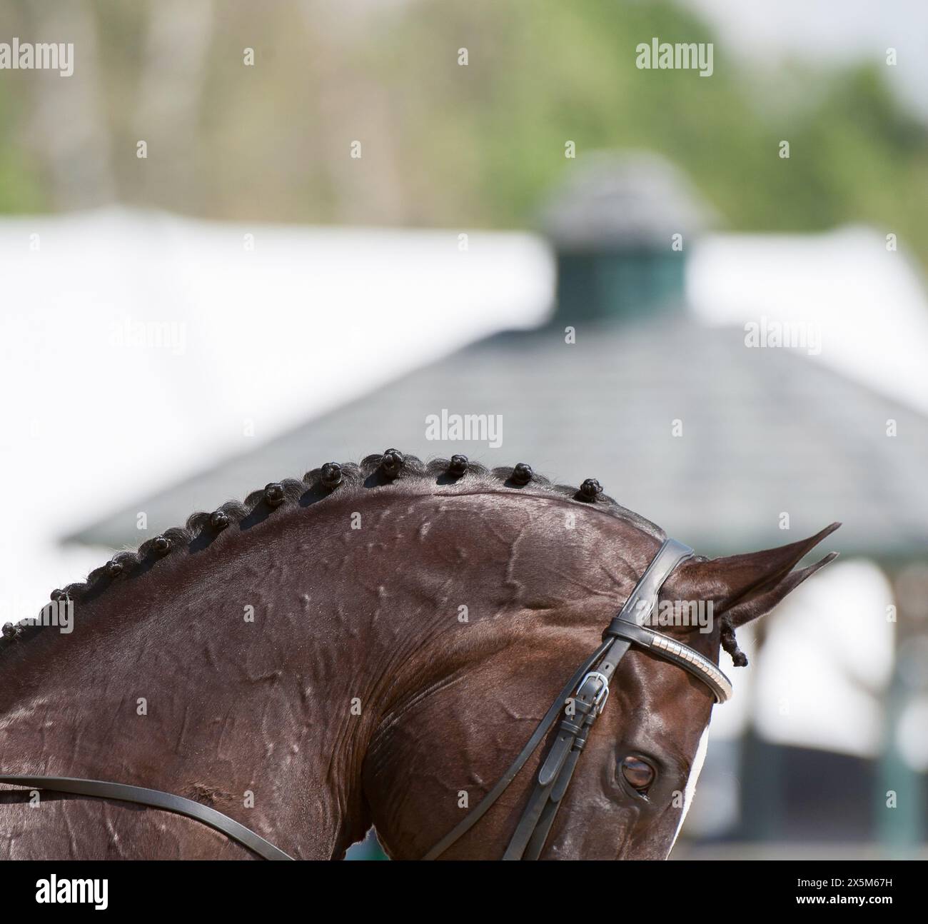 close up horse portrait zoomed in on horses braids button braids on bay ...