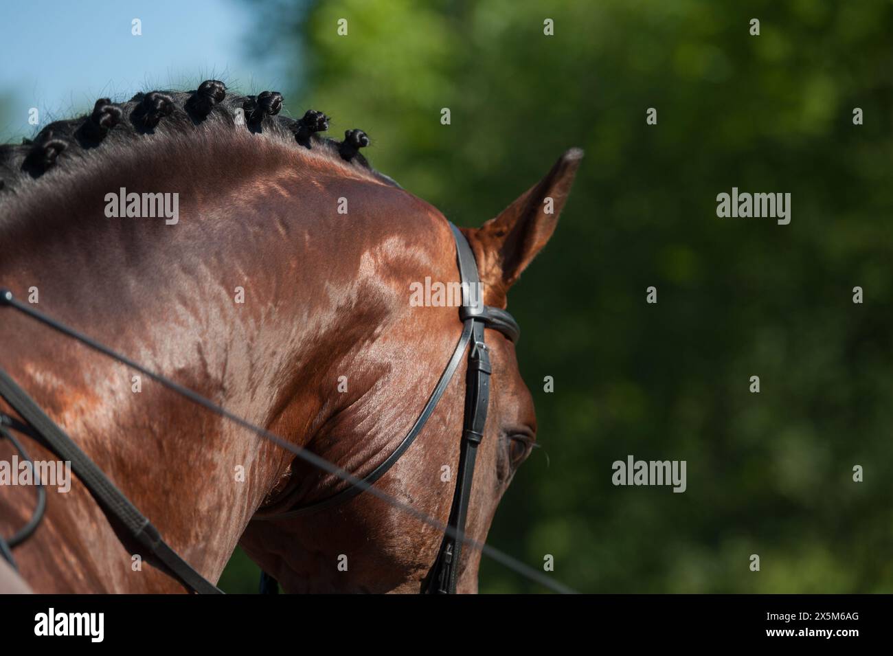close up horse portrait zoomed in on horses braids button braids on bay ...