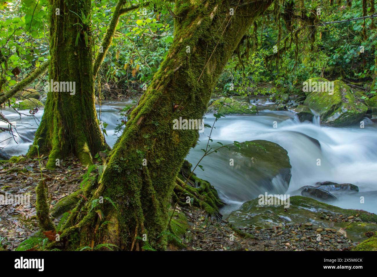 Costa Rica, Cordillera de Talamanca. Savegre River landscape Stock ...