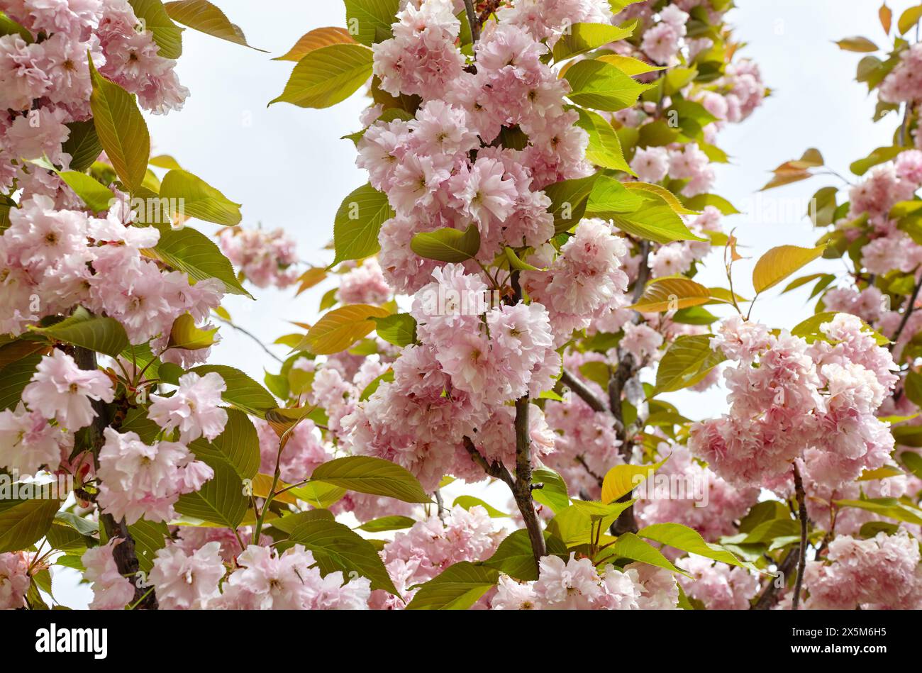 Pink cherry tree blossom in bloom. Beautiful sakura flowers at ...