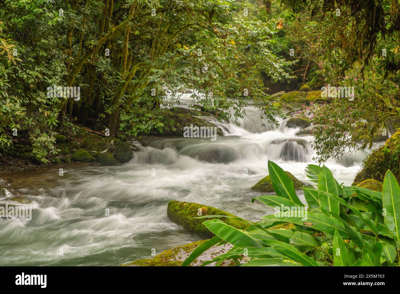 Costa Rica, Cordillera de Talamanca. Savegre River landscape Stock ...