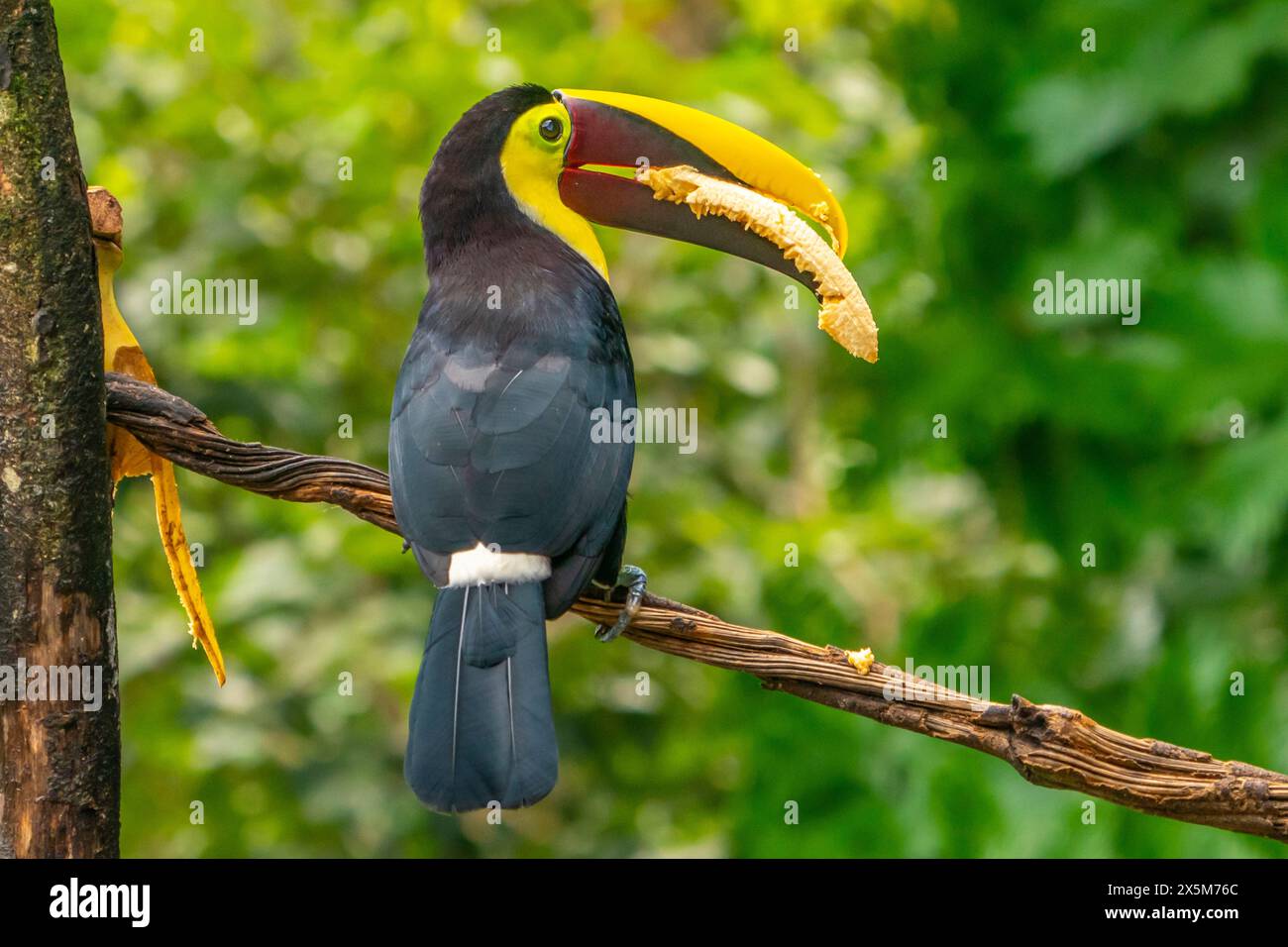 Toucan eating banana hi-res stock photography and images - Alamy