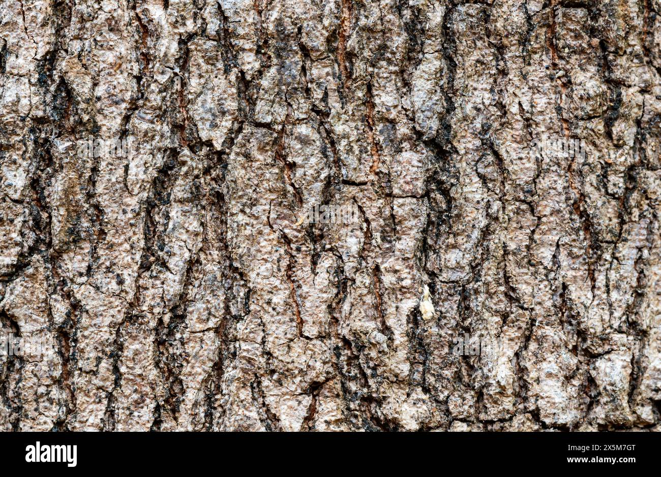 Closeup view surface texture of Tamarind tree stem (Tamarindus indica ...