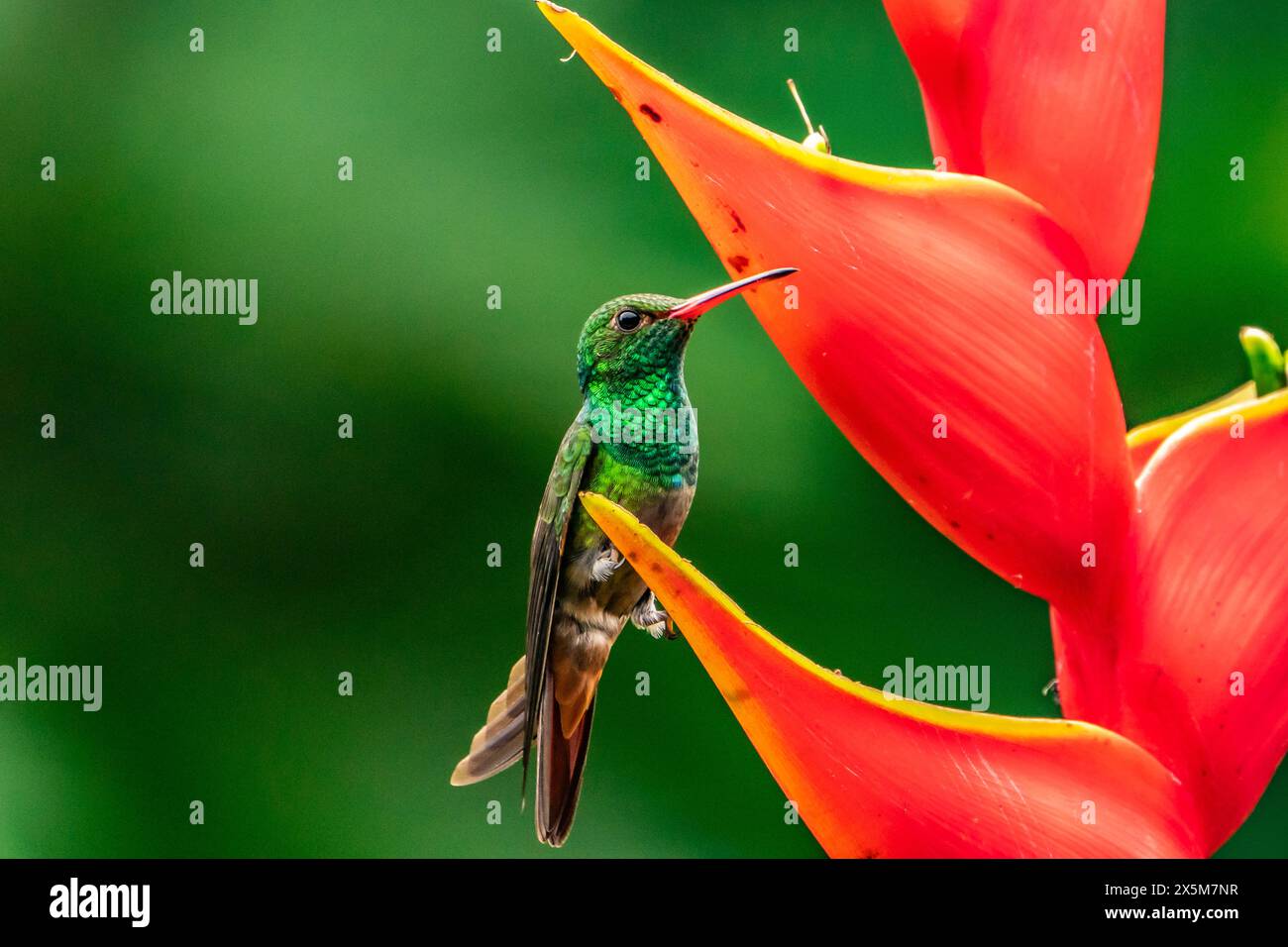 Costa Rica. Close-up of hummingbird and heliconia plant Stock Photo - Alamy