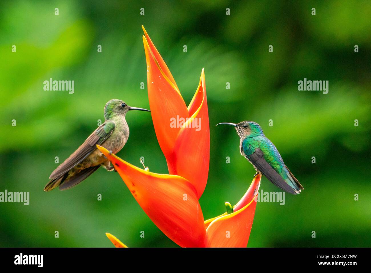 Costa Rica. Hummingbirds feeding at heliconia plant Stock Photo - Alamy