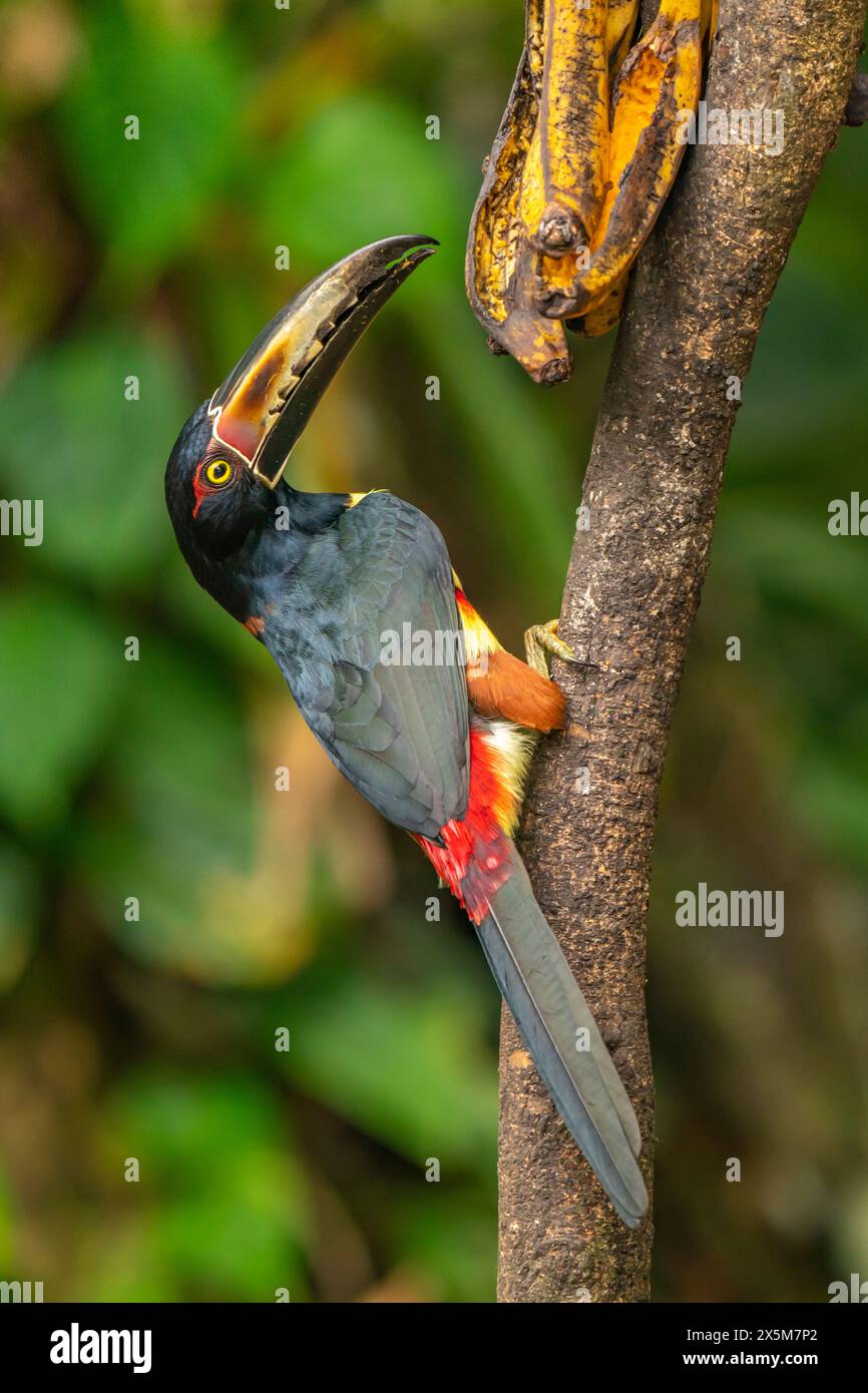 Costa Rica. Collared aracari bird eating banana Stock Photo - Alamy