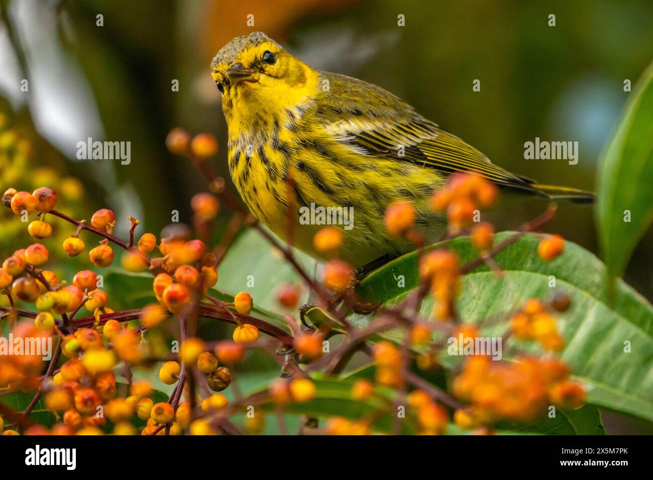 Cape may bird observatory hi-res stock photography and images - Alamy