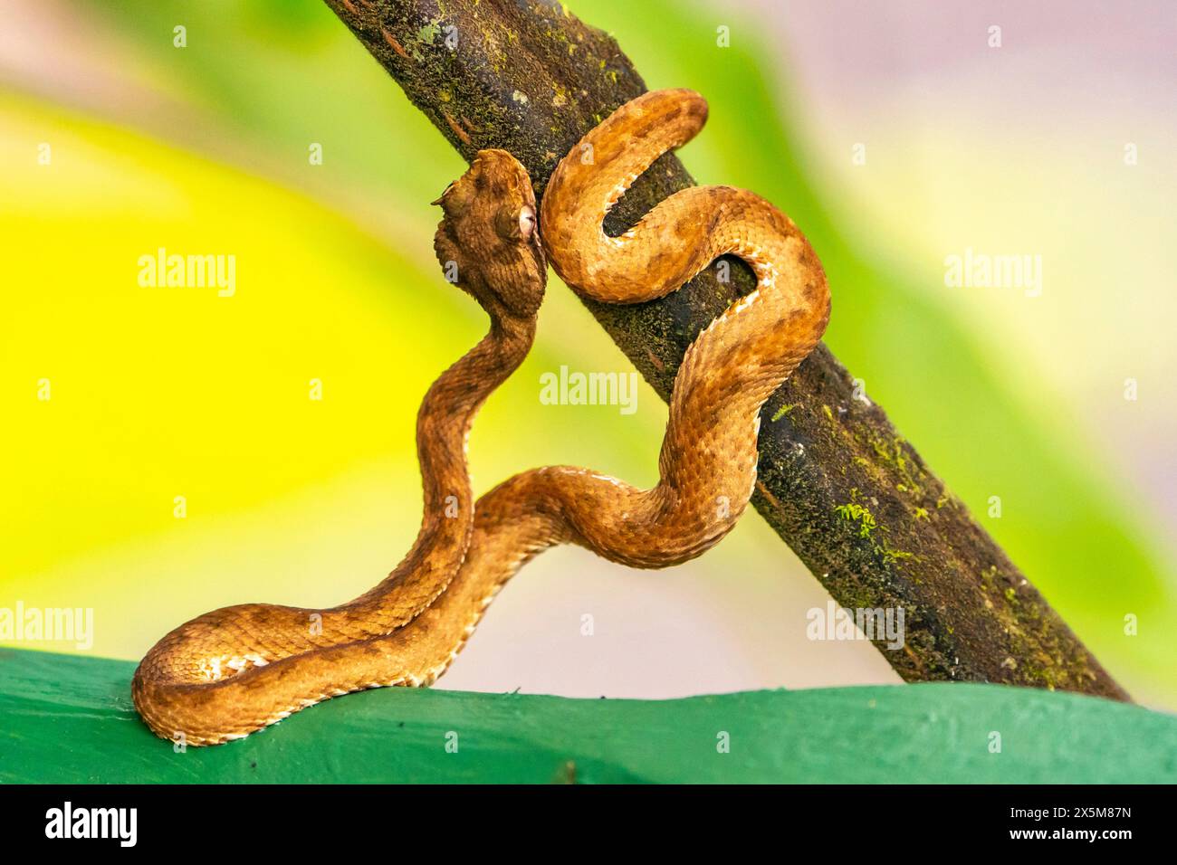 Costa Rica, Arenal. Eyelash viper on tree limb Stock Photo - Alamy
