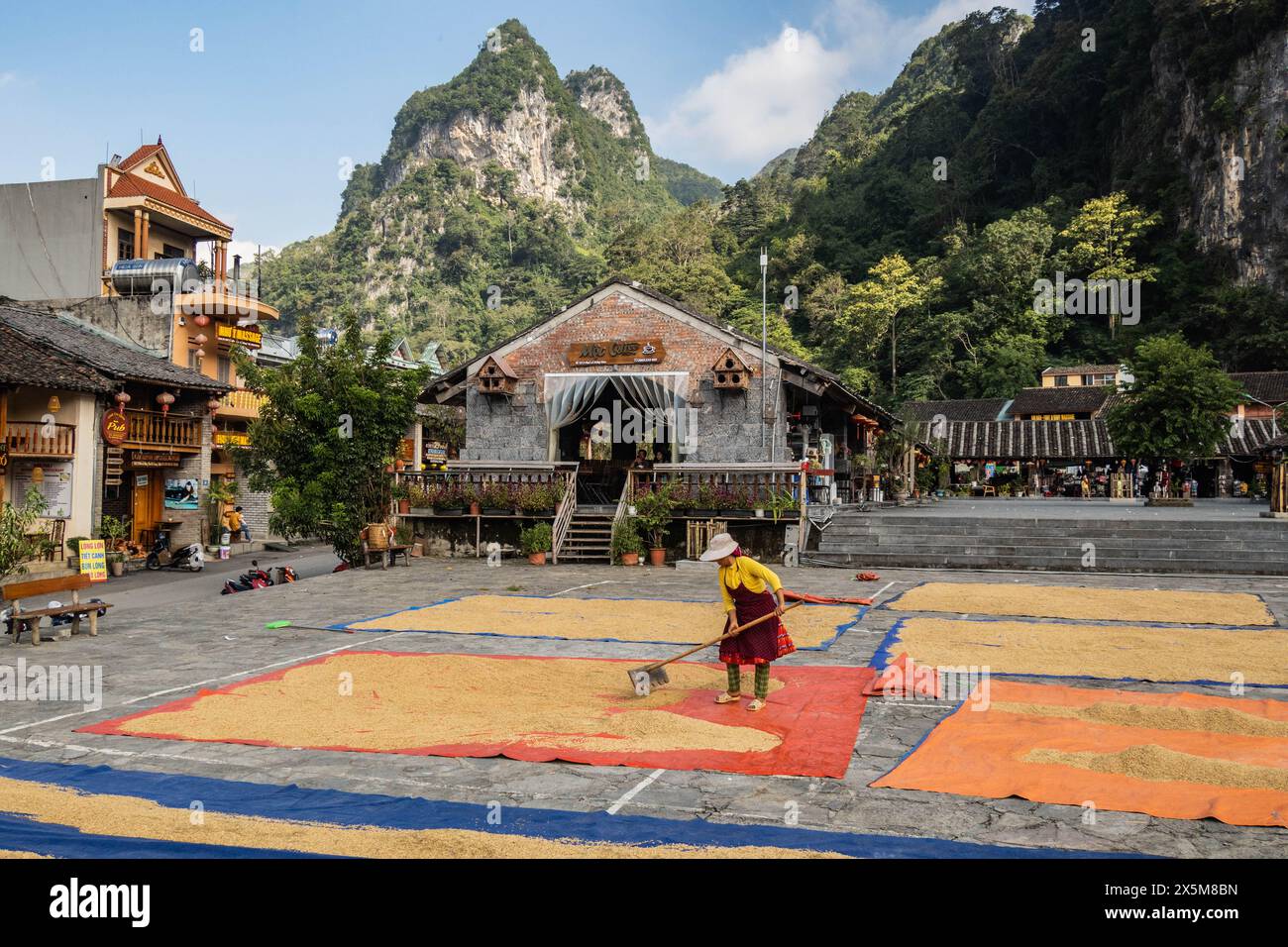 Rice harvest in Dong Van, Ha Giang, Vietnam Stock Photo - Alamy