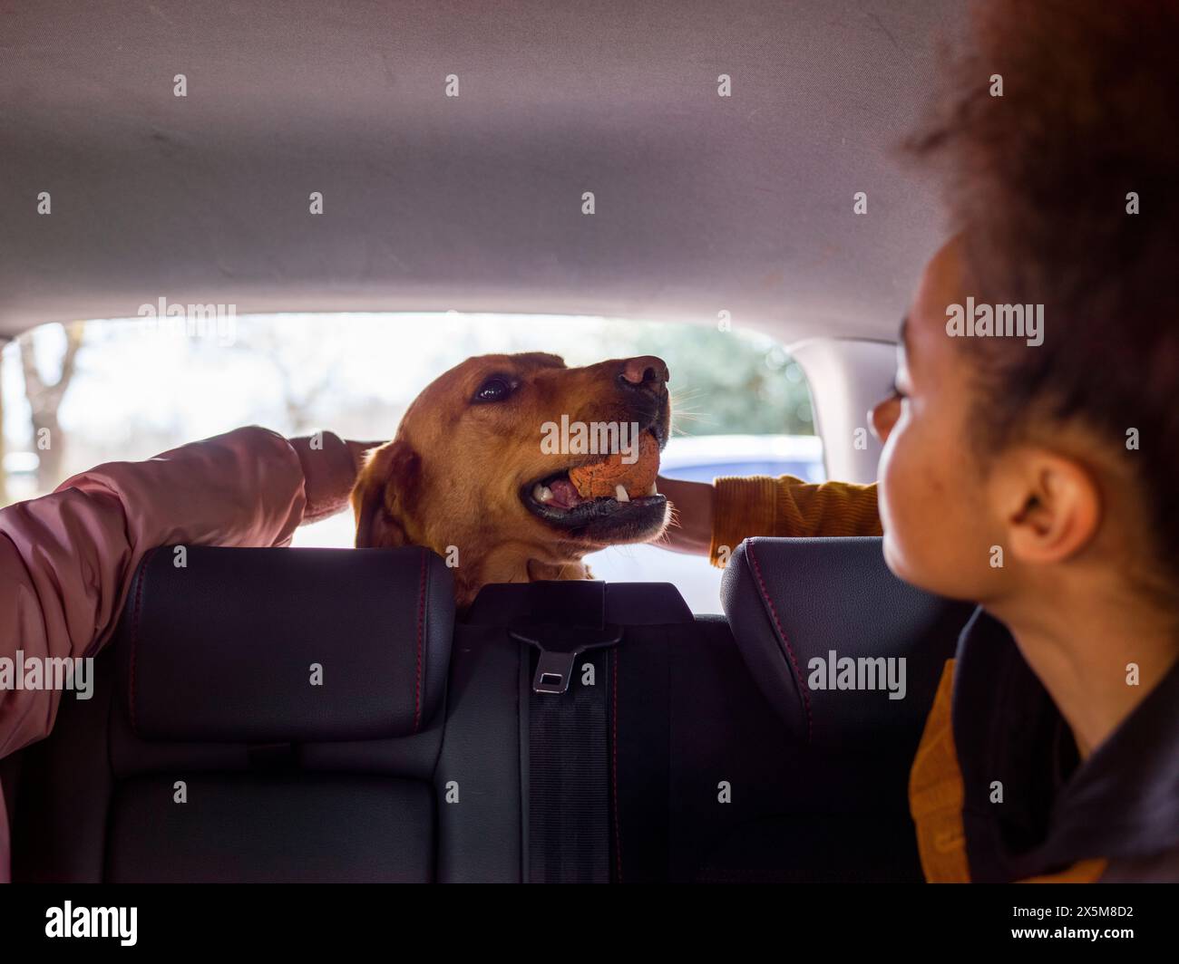 Girl with dog in car Stock Photo - Alamy