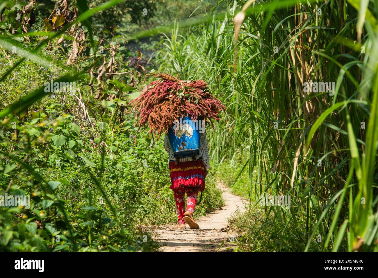 Flower Hmong woman carrying amaranth, Ma Pi Leng, Ha Giang, Vietnam ...