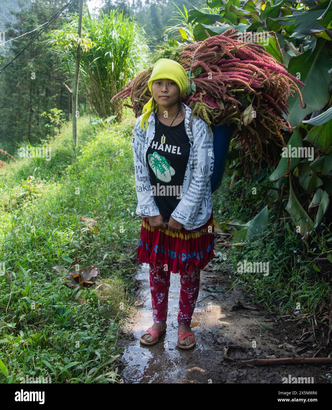 Flower Hmong woman carrying amaranth, Ma Pi Leng, Ha Giang, Vietnam ...