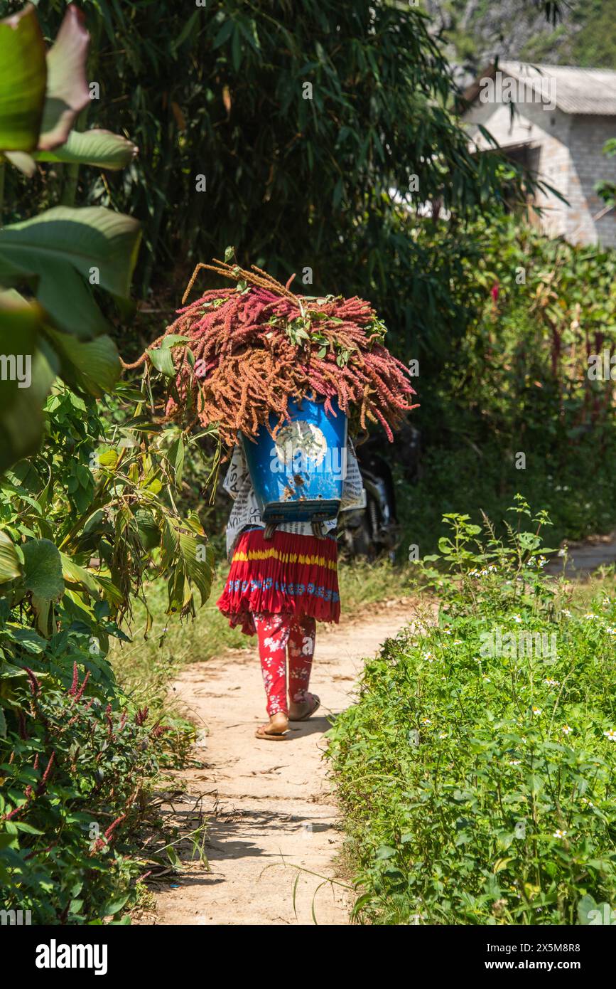Flower Hmong woman carrying amaranth, Ma Pi Leng, Ha Giang, Vietnam ...