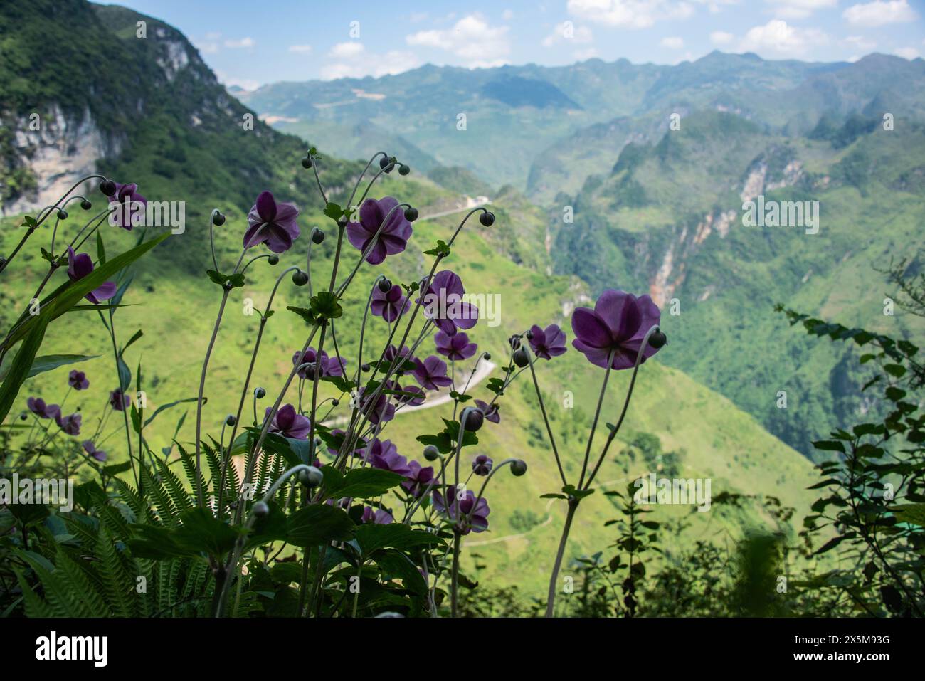 Japanese windflowers (Japanese Anemone) growing in the Dong Vang ...