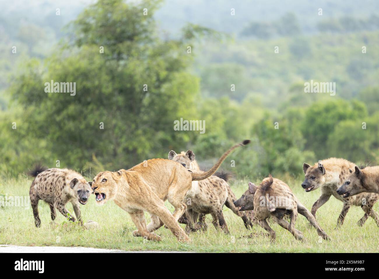 A lion, Panthera leo, and hyena, Hyaenidae, fighting over a zebra ...