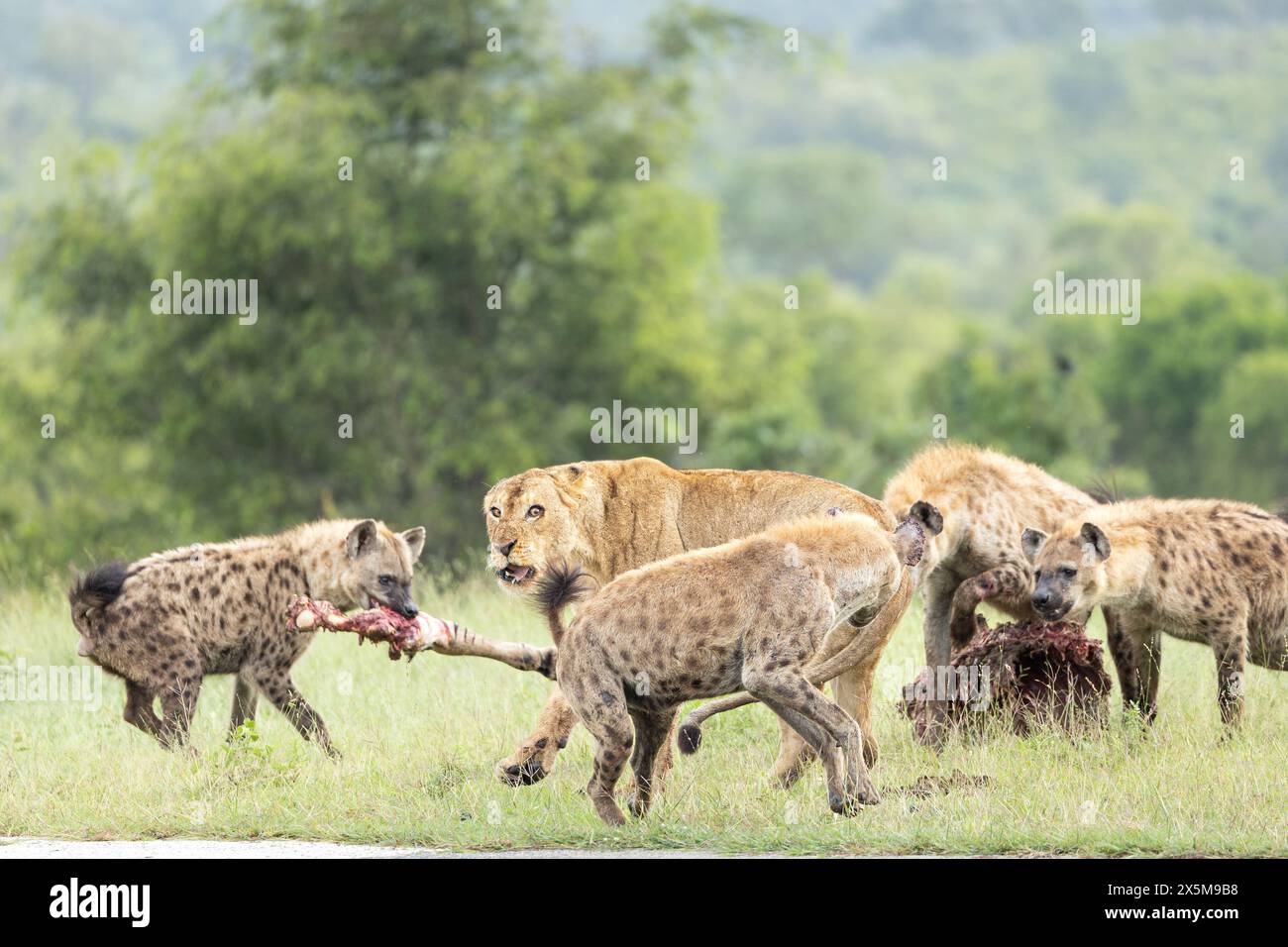 A lion, Panthera leo, and hyena, Hyaenidae, fighting over a zebra ...