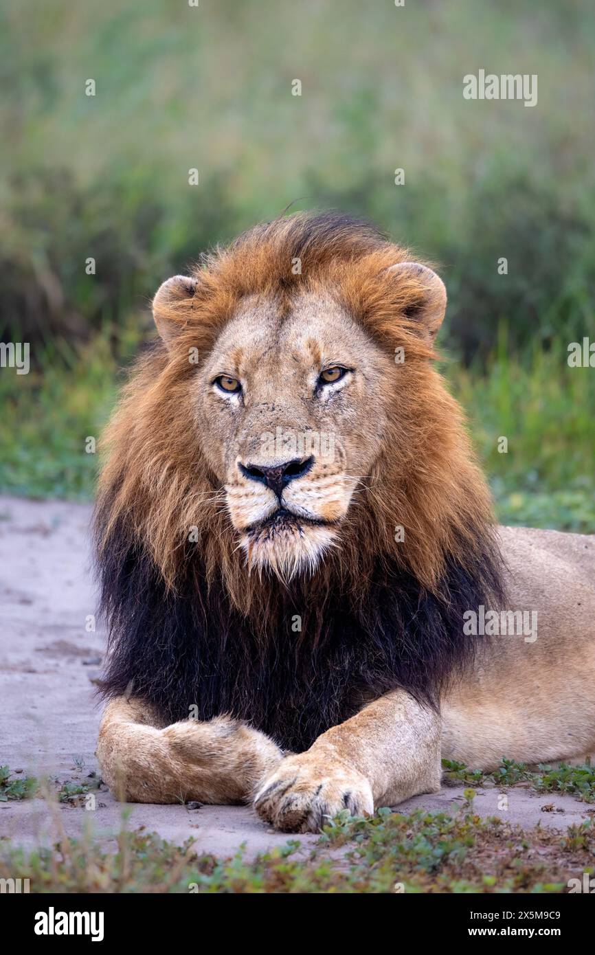 South africa safari animals close up hi-res stock photography and ...