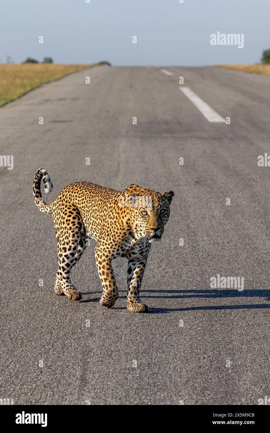 A male leopard, Panthera pardus, walking on a road Stock Photo - Alamy