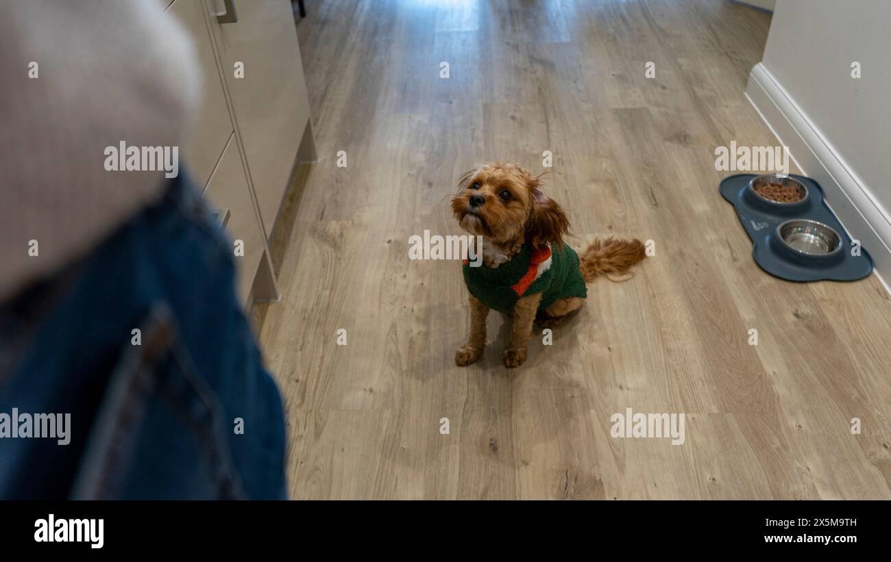 Dog looking at owner Stock Photo - Alamy