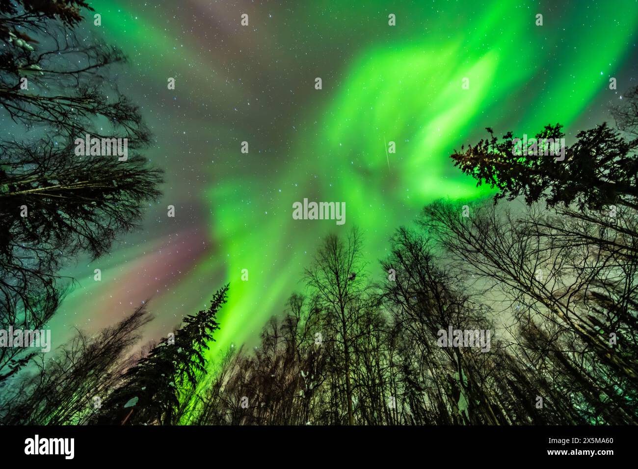 USA, Alaska, Fairbanks. Northern lights and stars Stock Photo - Alamy