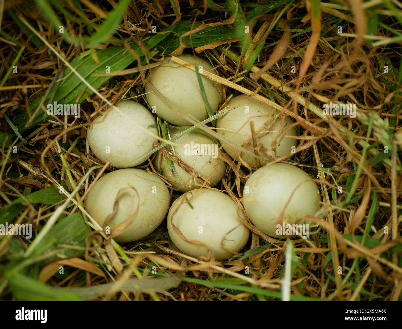 Pheasant common Phasianus colchicus bird nest eggs, young female ...