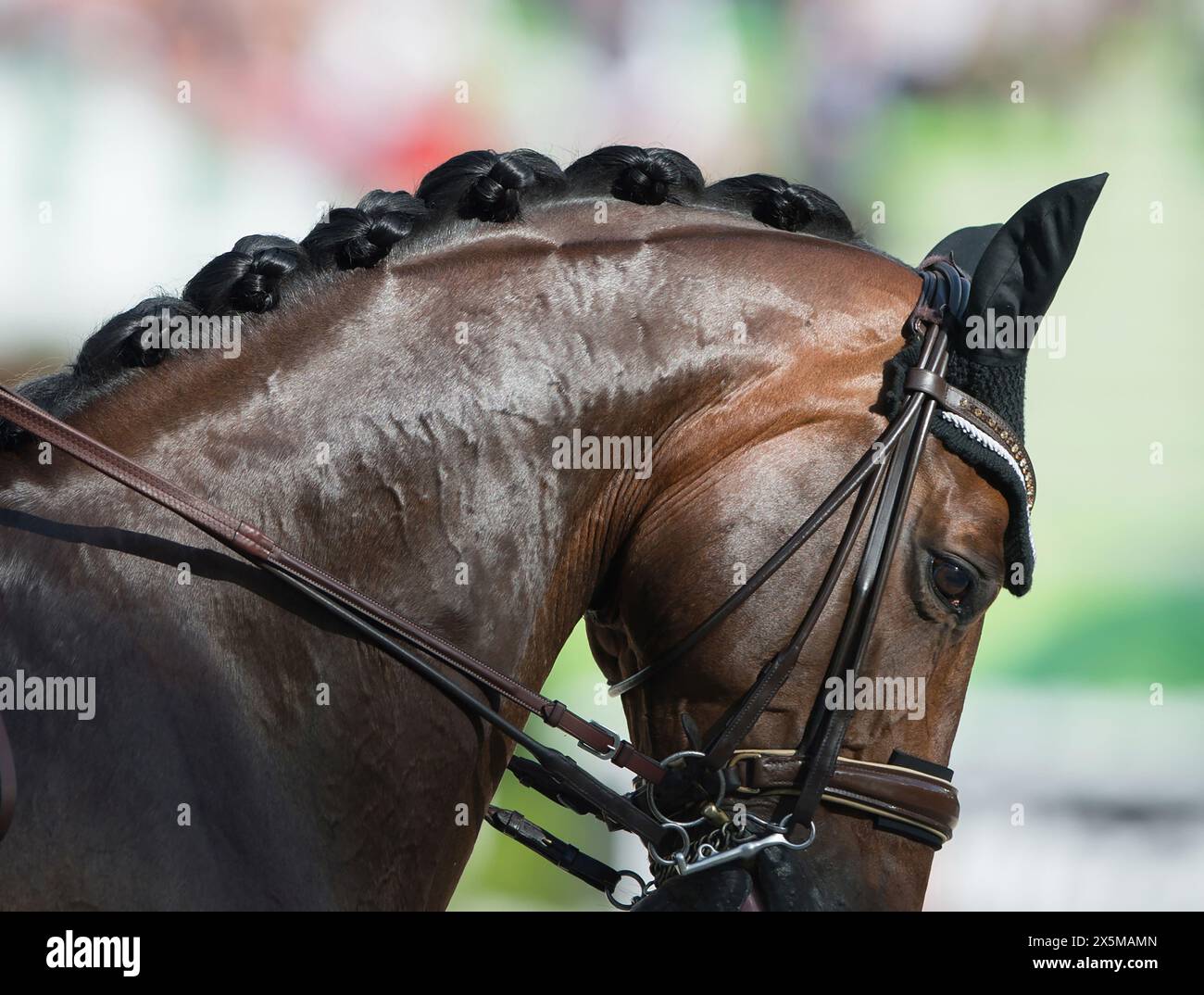 close up of bay horse with braided mane in dressage competition well ...