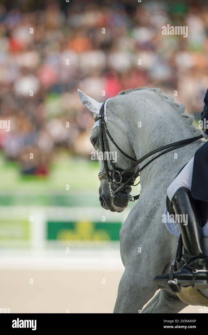 Grey dressage horse being ridden in dressage competition with braided ...