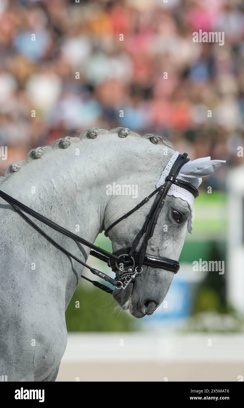 English Braid Horse