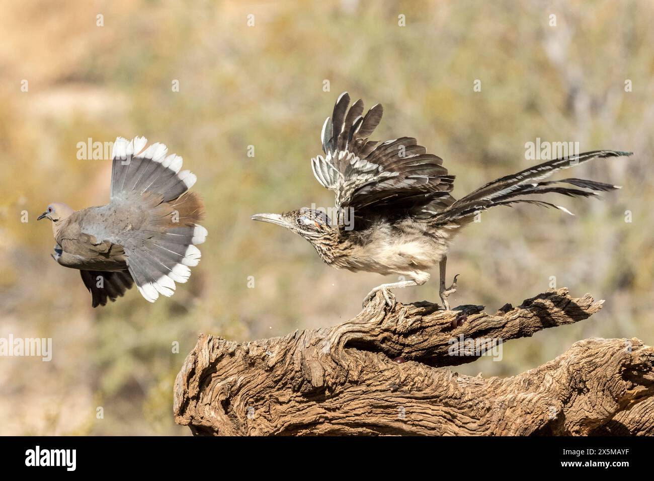 Greater roadrunner chasing hi-res stock photography and images - Alamy