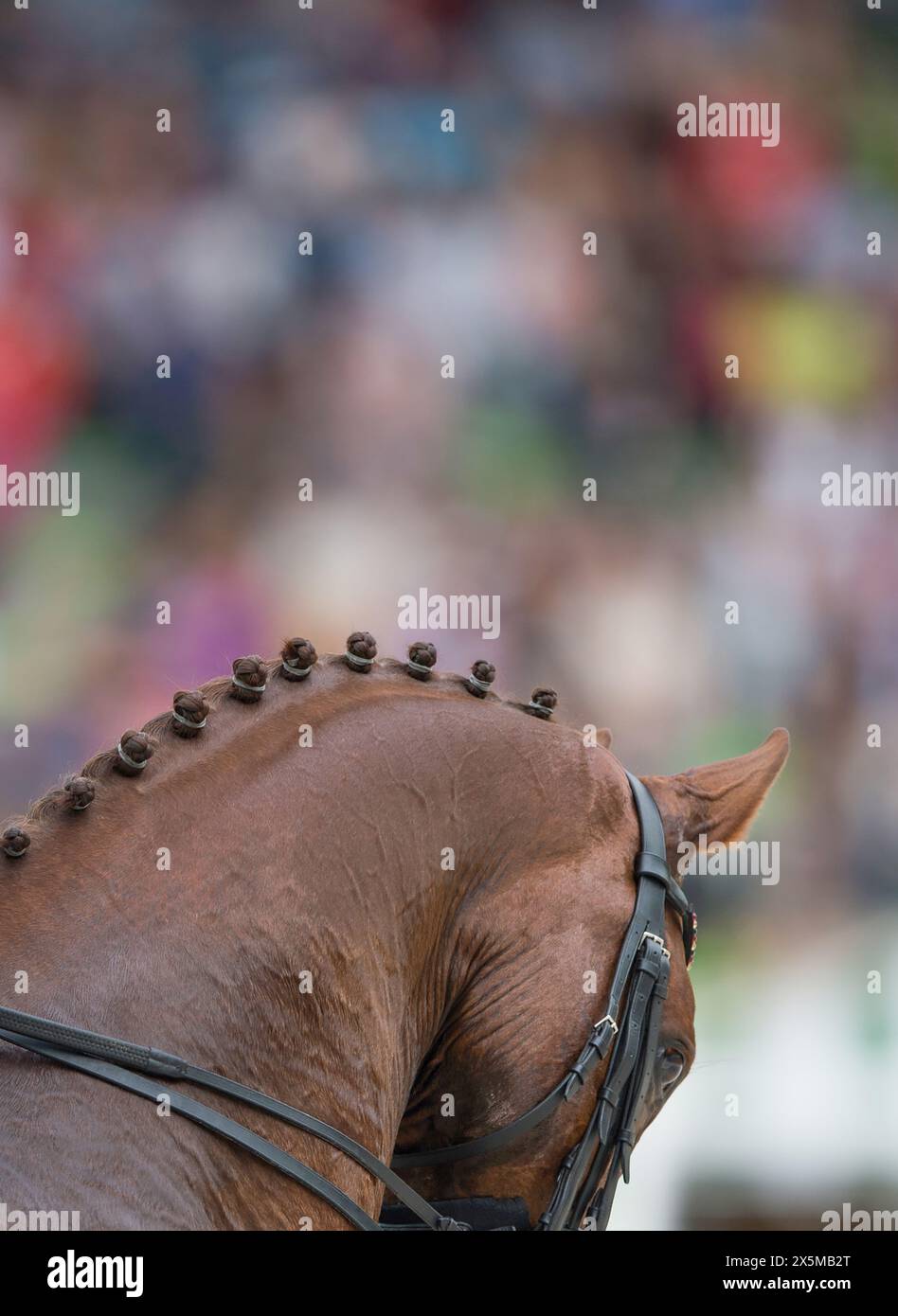 horse braids close crop of braided horse mane at top of horses rounded neck in dressage ...