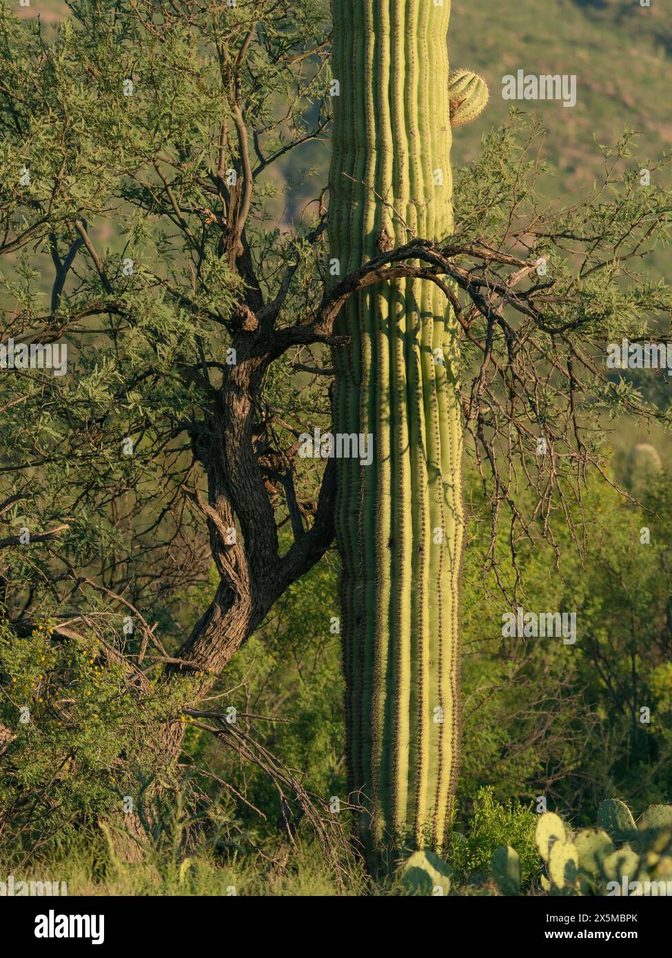 Nurse trees from Palo Verde Mesquite provide shade for the young ...