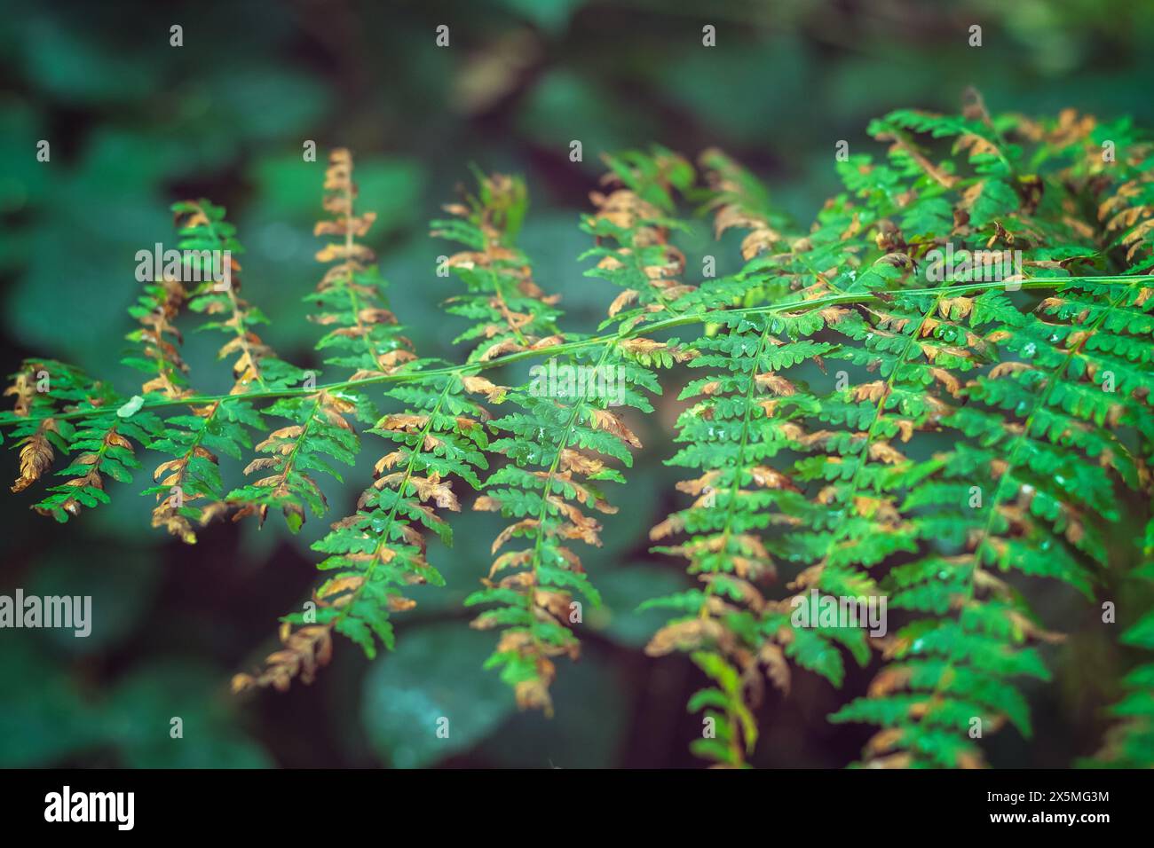 Closeup of a withered fern at Hampstead Heath in London Stock Photo - Alamy