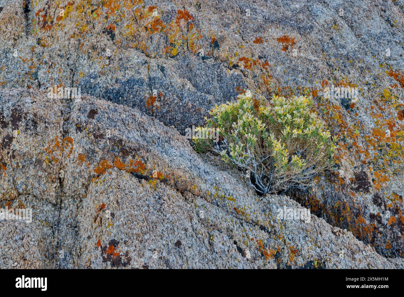 Rabbit bush hi-res stock photography and images - Alamy