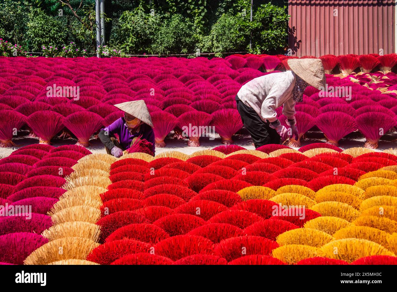 Workers drying incense in the Quang Phu Cau incense village, Hanoi ...