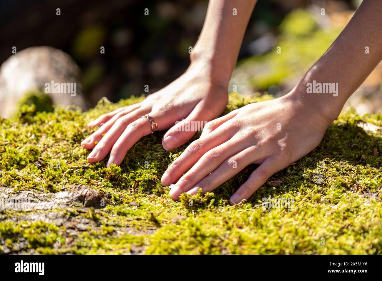Green moss covered log hi-res stock photography and images - Alamy
